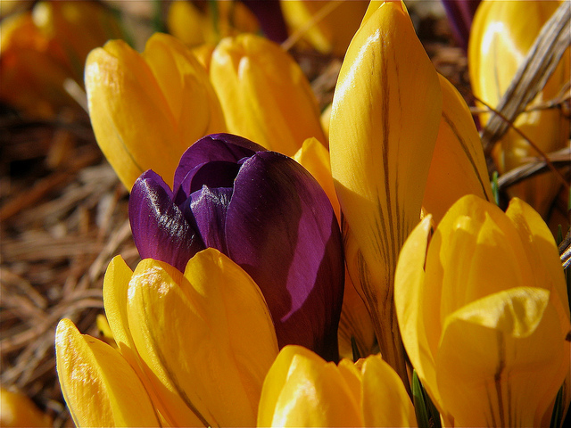 Crocuses - eDecks Blog